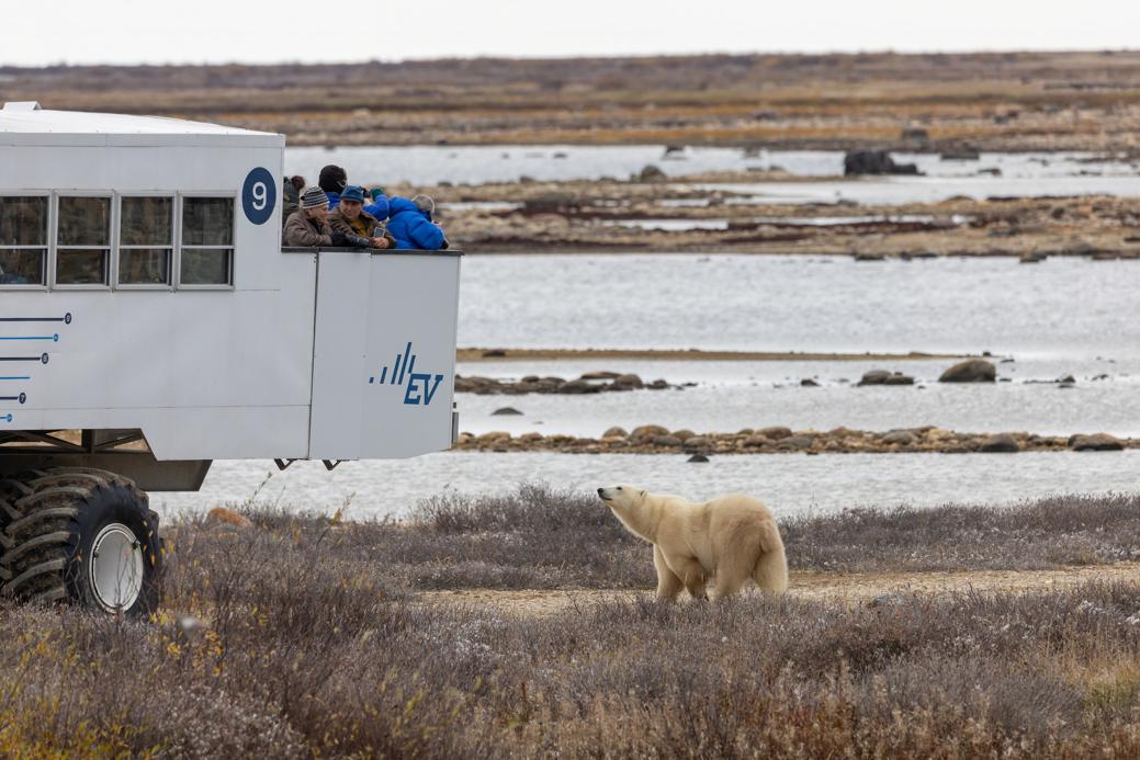 Tundra Buggy Lodge: Polar Bears | Frontiers North Adventures